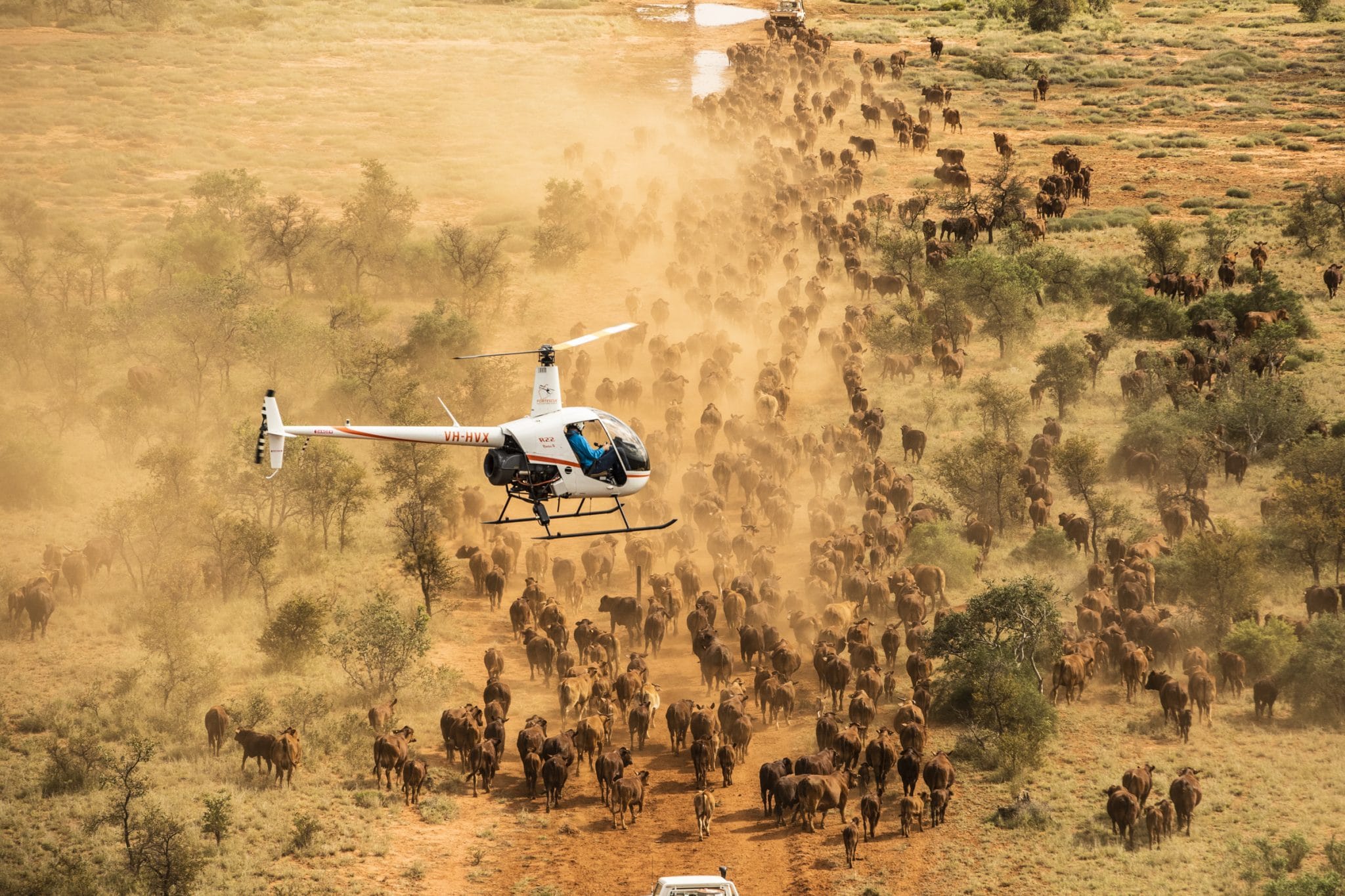 Aerial Mustering – Fortescue Helicopters